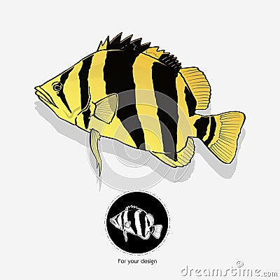 Vector Illustration Of Siamese Tigerfish Royalty-Free Cartoon ...
