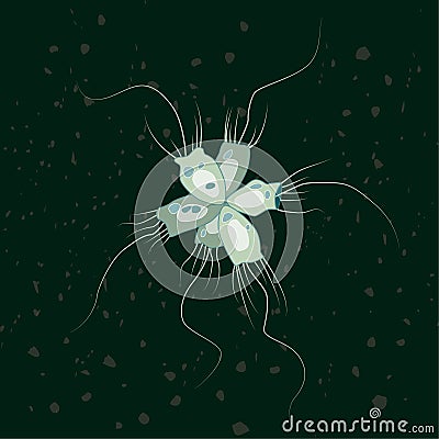 Vector Illustration Of Single-celled Eukaryote Choanozoa, Protozoa ...