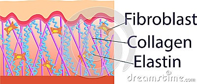 Vector Illustration Of Structure Cells With Collagen, Elastin And ...