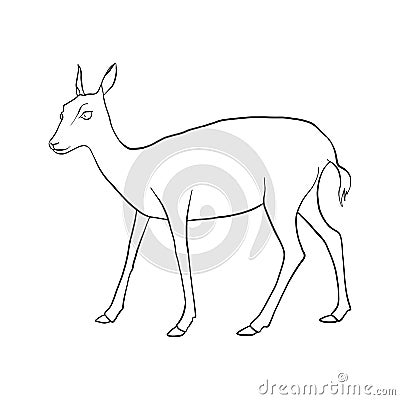 Vector Drawing Doe | CartoonDealer.com #119853197