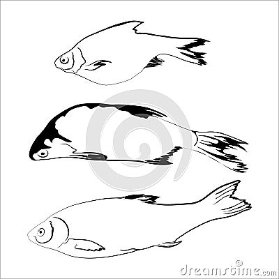 Vector Outline Drawing Of Three River Fish. Broodling, Ide, Roach ...