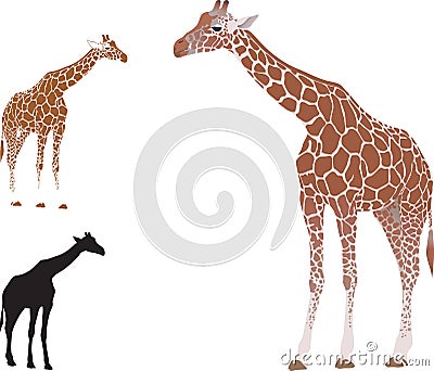Vector Realistic Giraffe | CartoonDealer.com #20944834
