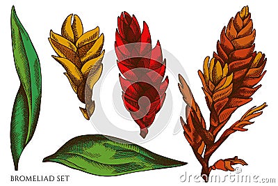 Vector Set Of Hand Drawn Colored Bromeliad | CartoonDealer.com #188147466