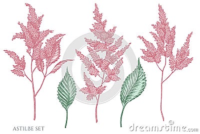 Vector Set Of Hand Drawn Pastel Astilbe | CartoonDealer.com #151799522