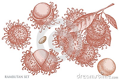 Vector Set Of Hand Drawn Pastel Rambutan | CartoonDealer.com #227257867