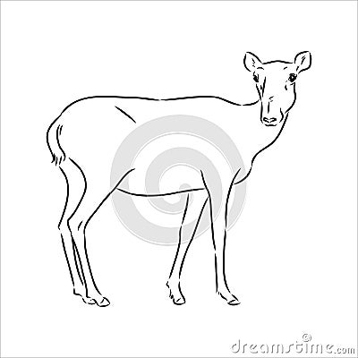 Vector Silhouette Saiga On White Background Saiga Animal Vector ...