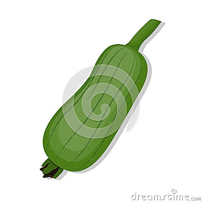 Vegetable Fresh Organic Loofah Cartoon Illustration | CartoonDealer.com ...