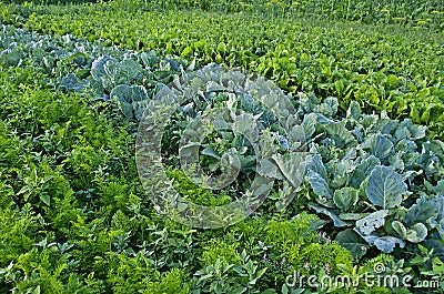 Vegetable Garden Background Stock Photo - Image: 74284915