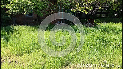 Vegetable Garden Overgrown with Weed Grass Stock Footage - Video of ...