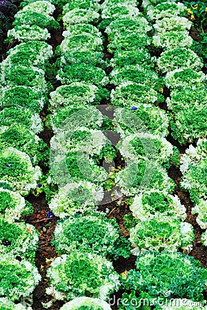 Vegetable Plot Stock Photo | CartoonDealer.com #7952142