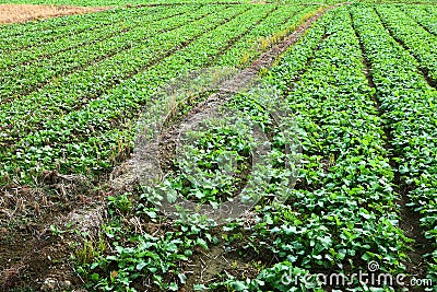 Vegetable Plot Stock Image | CartoonDealer.com #36064513