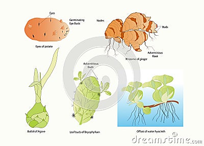 Vegetative Propagules Of Angiosperms Infographic Botanical Poster ...