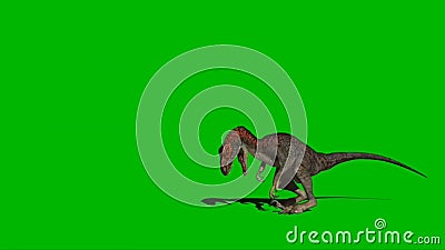 Velociraptor Attacking on Green Screen Stock Footage - Video of dragon ...