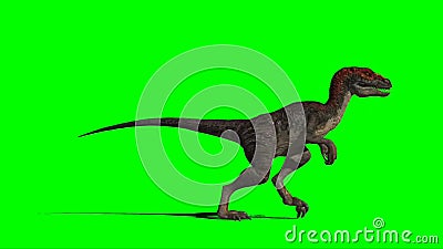 Velociraptor Walking on Green Screen Stock Footage - Video of eating ...