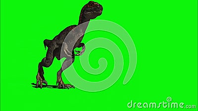 Velociraptor Walking on Green Screen Stock Footage - Video of animation ...
