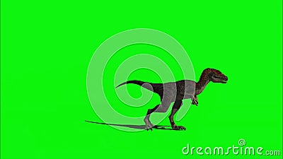 Velociraptor Walking on Green Screen Stock Footage - Video of nature ...