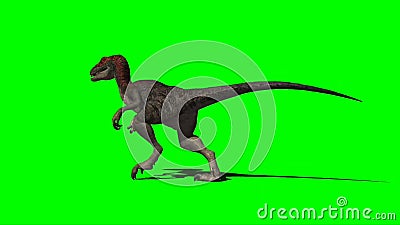 Velociraptor Walking on Green Screen Stock Video - Video of wildlife ...