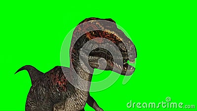 Velociraptor Walking on Green Screen Stock Video - Video of slow ...