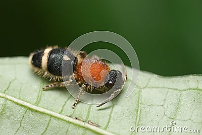 Velvet Ant Aka Cow Killer Stock Images - Image: 7092344