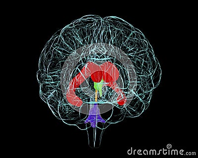 Ventricular System Of Brain, 3D Illustration Royalty-Free Cartoon ...