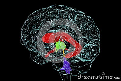 Ventricular System Of Brain, 3D Illustration Royalty-Free Cartoon ...