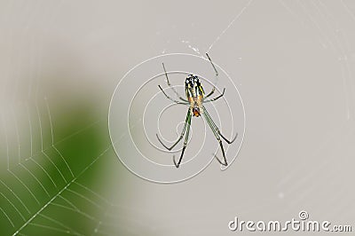 Venusta Orchard Spider Stock Photo - Image: 4898650