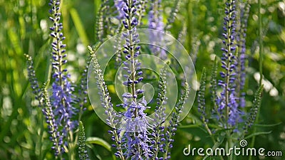 Veronica Longifolia. Wild Flower in the Field. Video Footage Static ...