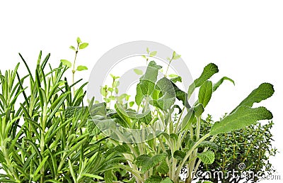 Verse Kruiden, Kruidentuin Of Kruidcultuur Stock Foto - Afbeelding ...