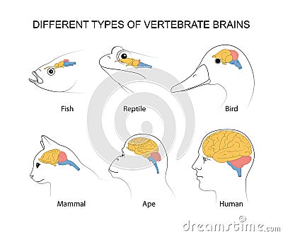 Vertebrate Brains: Evolution, Structures And Functions Stock Image ...