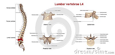 Vertebre Lombari L4 Illustrazione di Stock - Immagine: 78412758