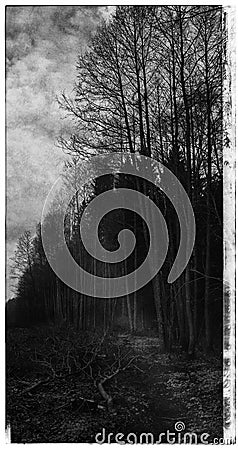 Vertical Black And White Cyberpunk Radiated Forest Postcard Back Stock ...