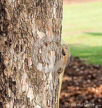 Vertical Cropped Colored Chameleon Agamids Changeable Lizard Cal Stock ...