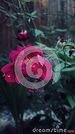 Vertical Shot Of A Red Rose In A Rainforest Of Peruvian Amazonia Stock ...