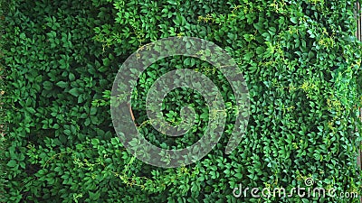 Vertical Static Video for the Background. Green Wall of Dense Leaves on ...