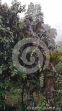 Vertical View of a Tropical Forest on a Rainy Day Stock Footage - Video ...