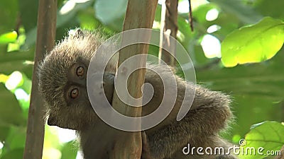 Vervet Monkey Eats Insects from a Tree Stock Footage - Video of perched ...