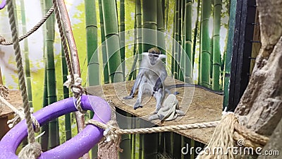 Very Active Energetic Monkey in a Zoo. Stock Footage - Video of ...