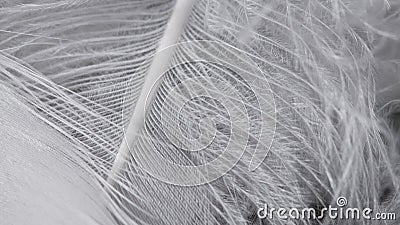 Very Beautiful Rotating White Feather. Bird Natural Pattern. Macro View ...