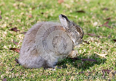 Very Fluffy Bunny Rabbit In A Field Stock Photo - Image: 672690