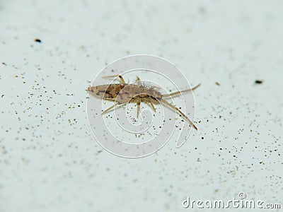 Very Tiny Insect Stock Photo - Image: 50269326