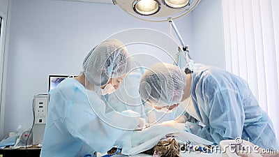 Vets Doing the Operation for the Cat on the Operating Table in a Local ...