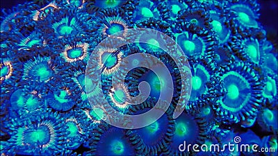 Green Fuzzy Mushroom Corals Stock Video - Video of mushroom, underwater ...