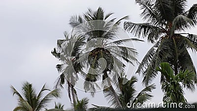 Video of Coconut Trees Waving in Wind Stock Video - Video of clip, crop ...