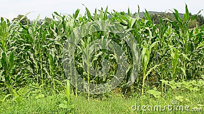Blowing Wind between Corn Plants Stock Footage - Video of video, hard ...