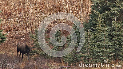 Moose Walking through Forest Stock Footage - Video of addo, 1080p ...