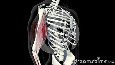 Bicep muscles animation stock video. Video of muscles - 193530547