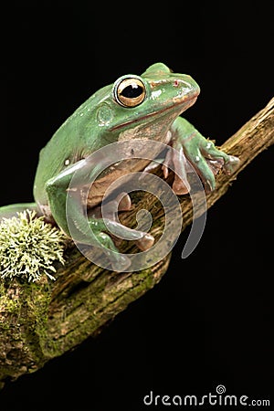 Vietnamese Blue Flying Frog Stock Photography | CartoonDealer.com #39638858