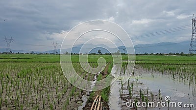 Rice Field View during the Day Strong Wind Has Fresh Air Stock Video ...