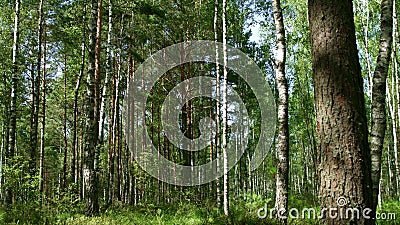 View From Behind Tree On Dense Mixed Forest With Tall Grass. Green ...