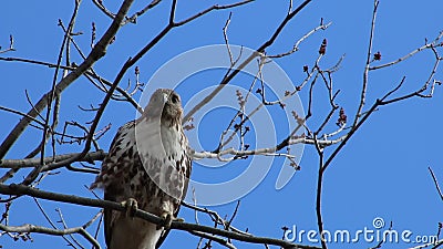 View from Below of a Red-tailed Hawk Sitting Perched on a Branch Above ...